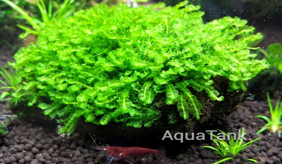 Moss sp. 610 aquarium plant | AquaTank Rare Aquarium Plants
